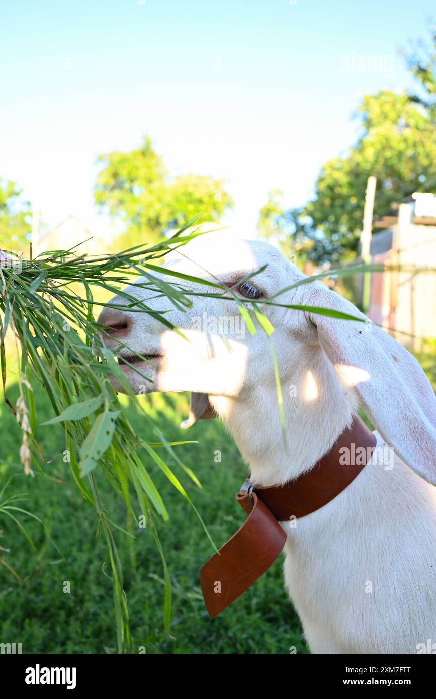Horned goat eating fresh grass hi-res stock photography and images - Alamy