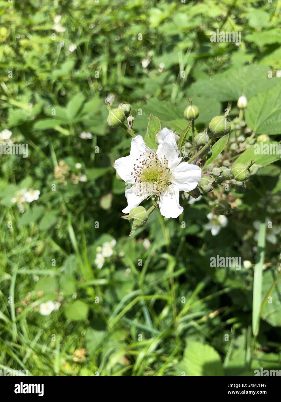 Hedgerow brambles on a warm sunny day in North Yorkshire, England ...