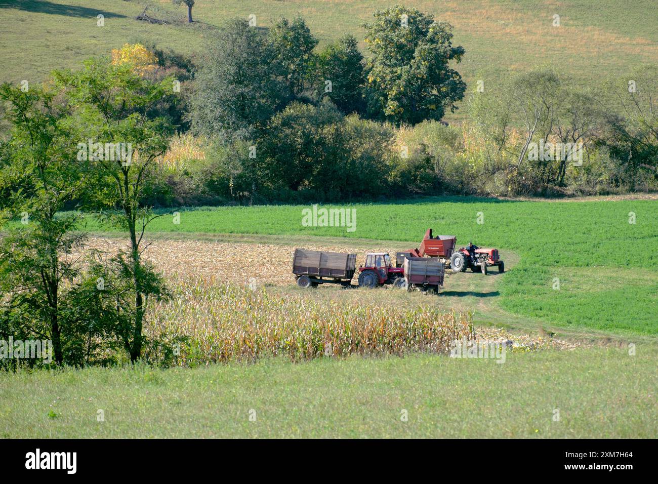maize harvesting in a field of Sumadija, central Serbia Stock Photo - Alamy