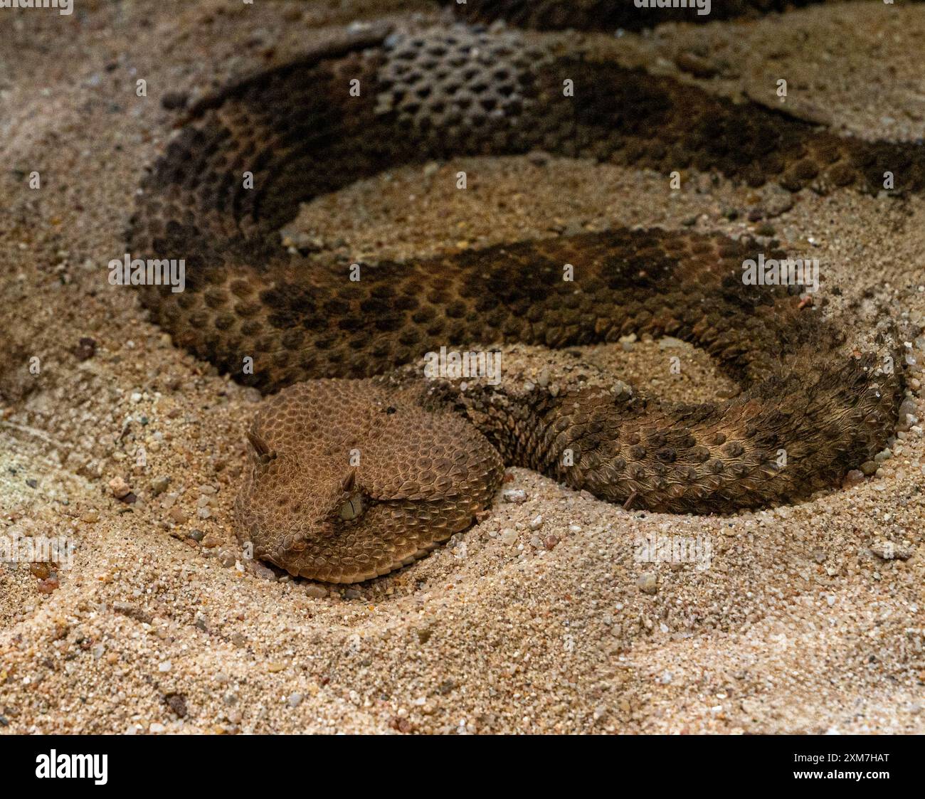 Desert horned viper, Hornviper (cerastes cerastes Stock Photo - Alamy