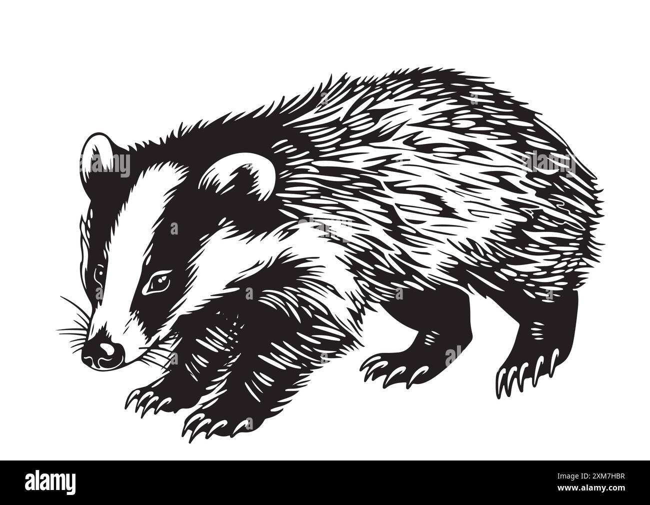 Animal forest old draw illustration Stock Vector Images - Alamy