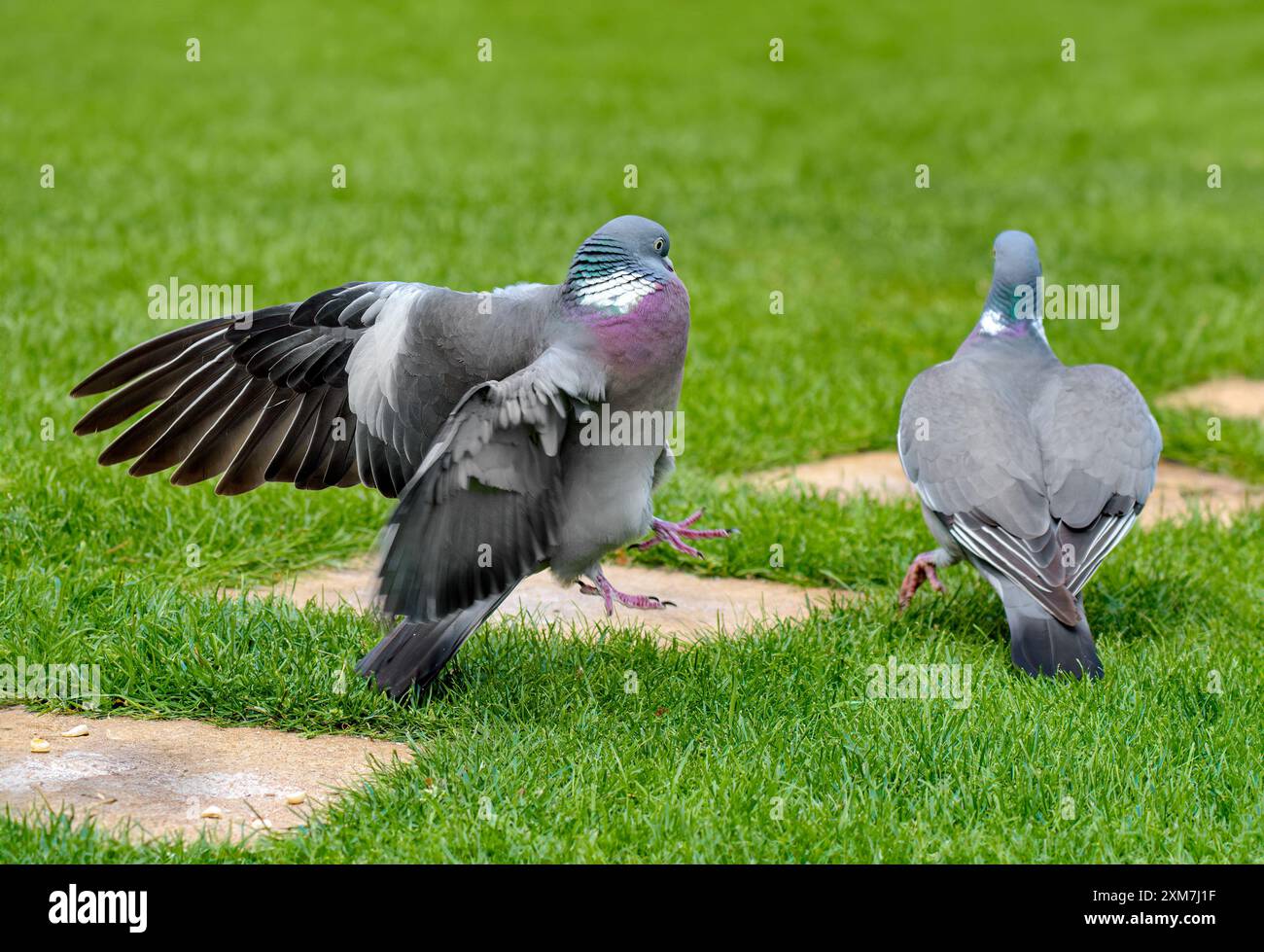 Squaring hi-res stock photography and images - Alamy