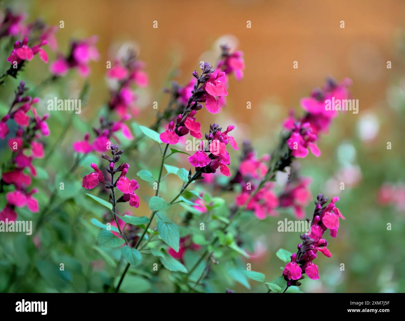 Flowering Pink Salvia in full bloom. Variety Salvia pink pong Stock ...