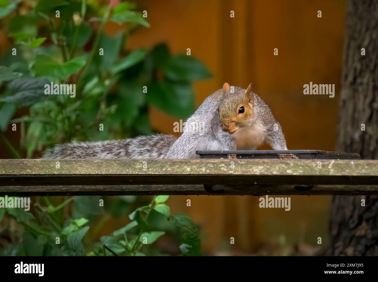Grey Squirrel eating bird food from a tray on bench Stock Photo - Alamy