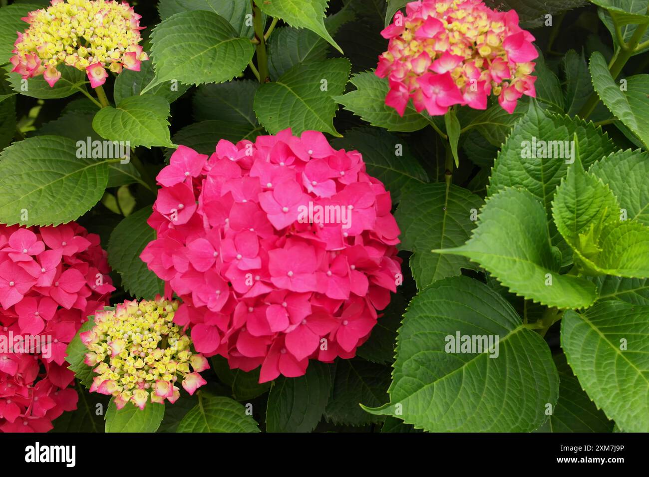 Background with beautiful fuchsia hydrangeas Stock Photo - Alamy