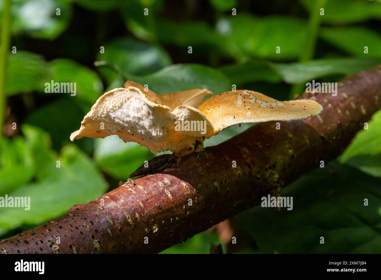 Extinct fungi hi-res stock photography and images - Alamy