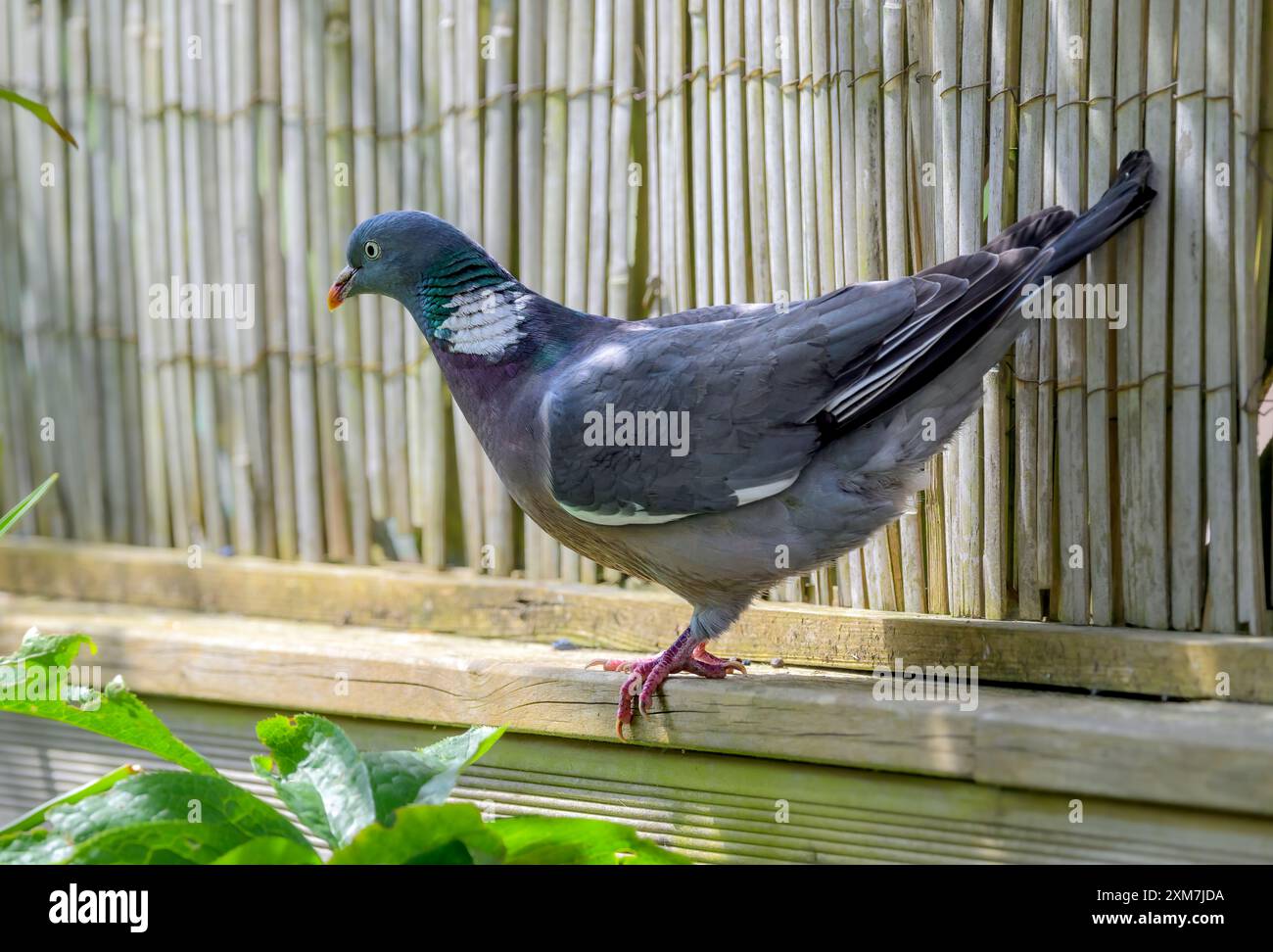 Beautiful Wood Pigeon sat on fence with bamboo screening showing its ...