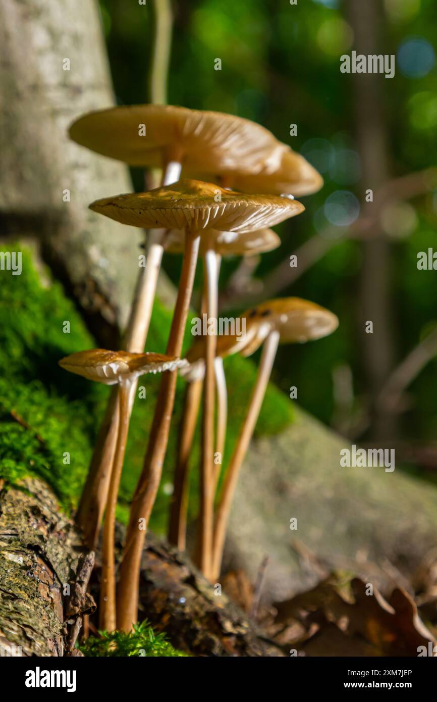 Deep root mushroom hymenopellis radicata hi-res stock photography and ...