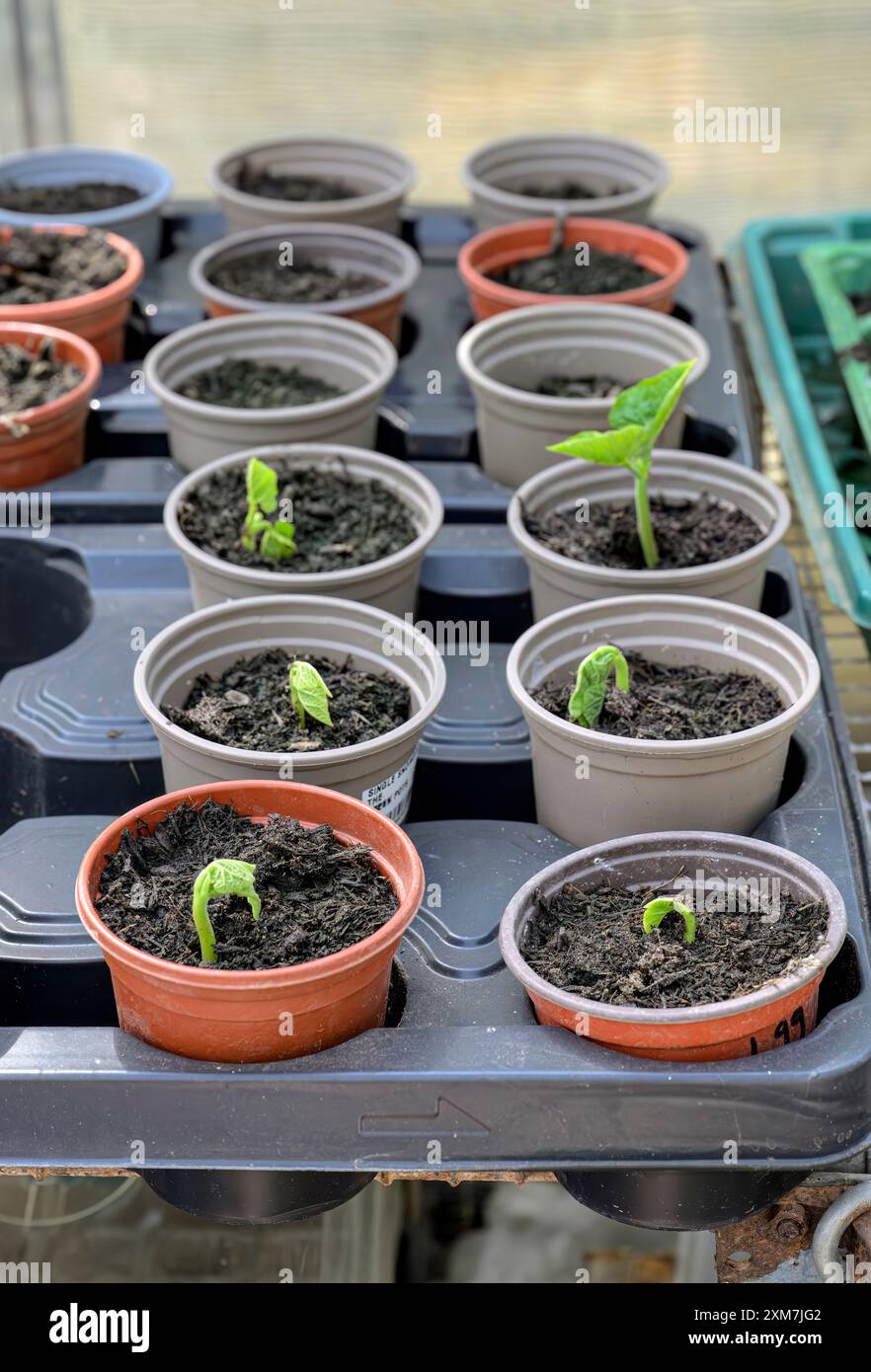 Growing veg seed trays hi-res stock photography and images - Alamy