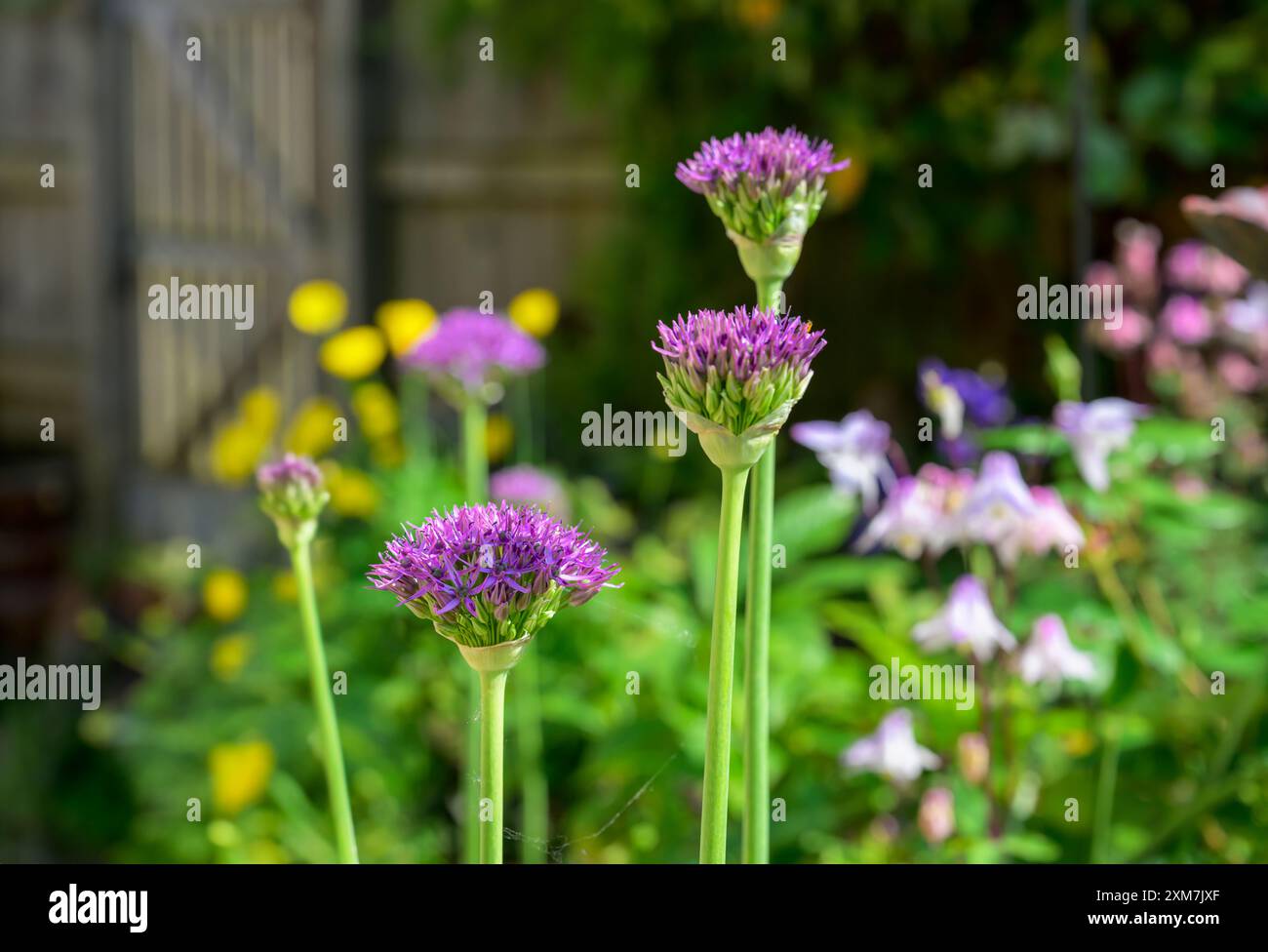 Allium border hi-res stock photography and images - Alamy