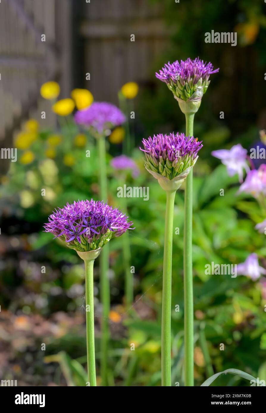 Allium border hi-res stock photography and images - Alamy