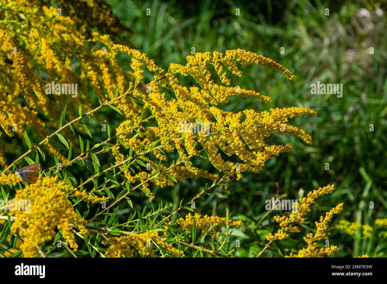 The wild flowers of Solidago altissima in autumn Stock Photo - Alamy