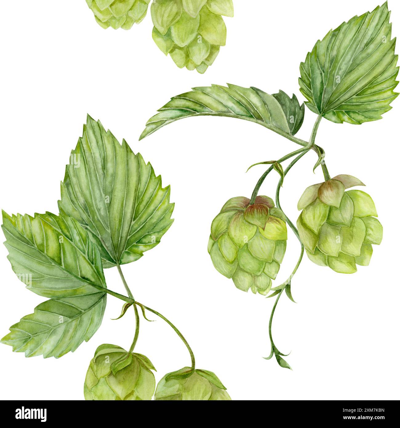 Watercolor hand drawn pattern with green branches of hops on white ...
