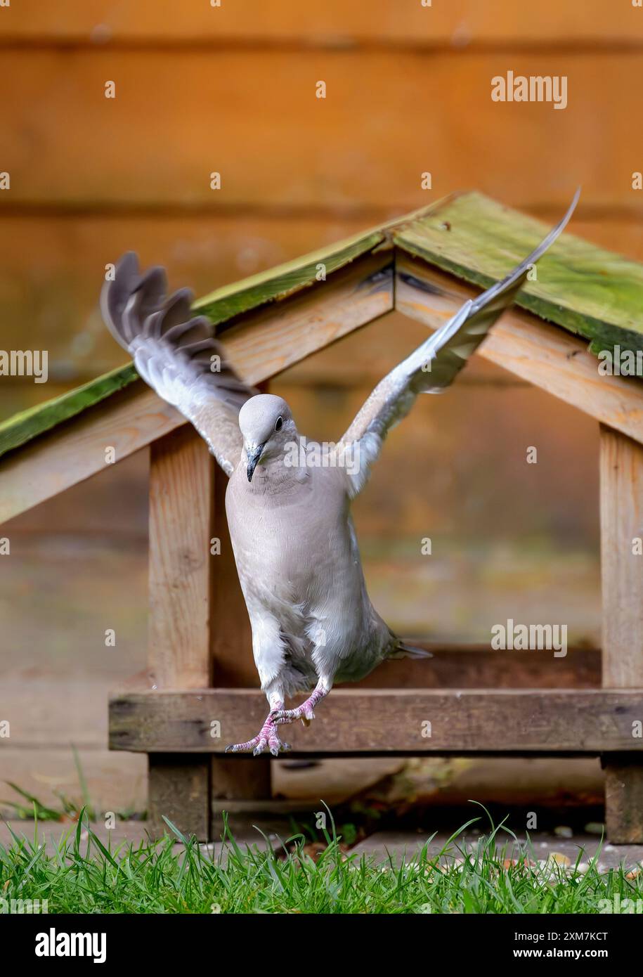 Outstretched wings angel hi-res stock photography and images - Alamy