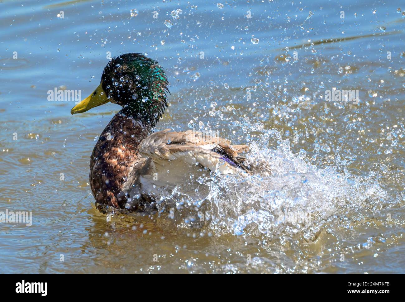 Harptree hi-res stock photography and images - Alamy