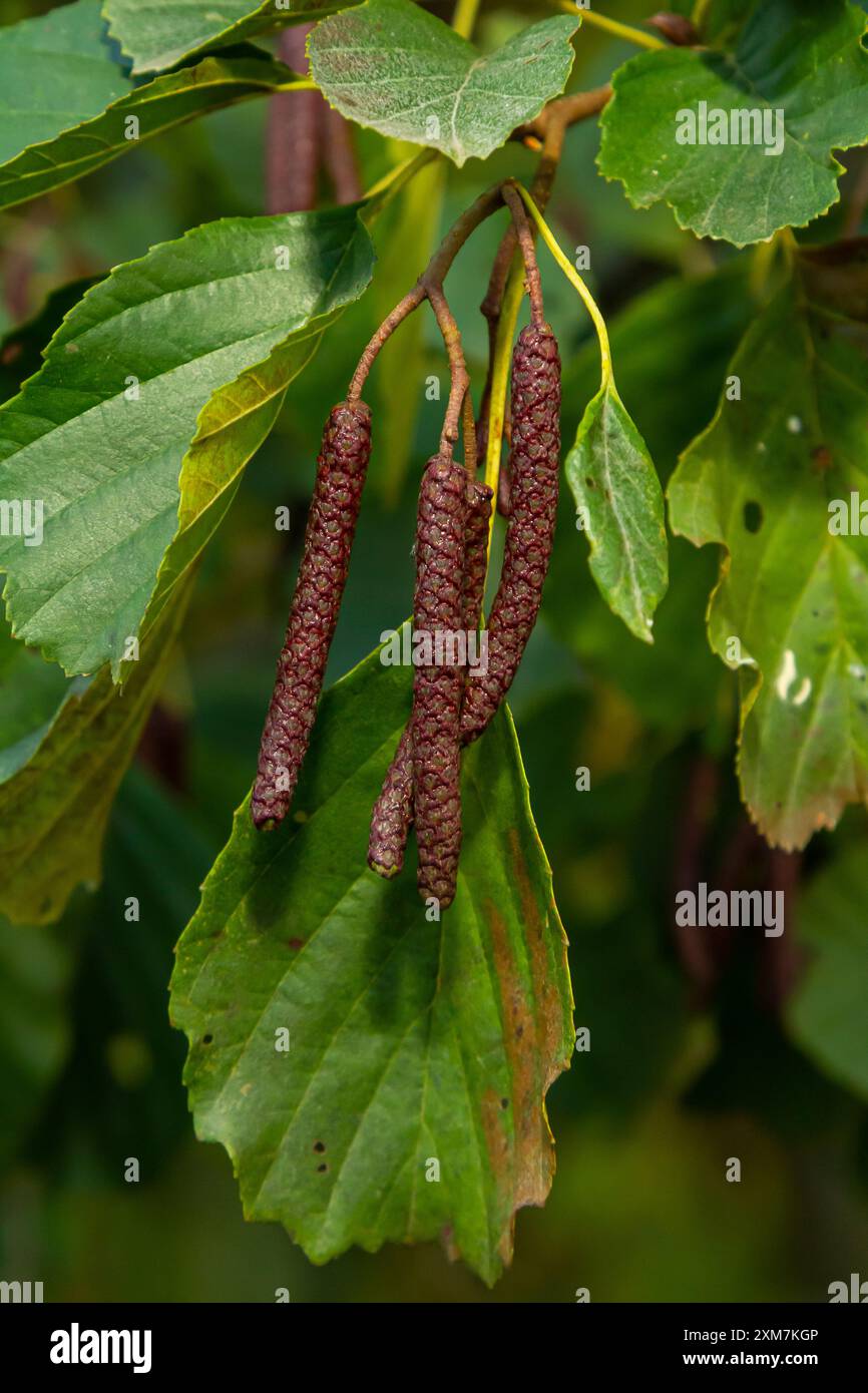 Speckled alders spread their seed through cone-like structures Stock ...