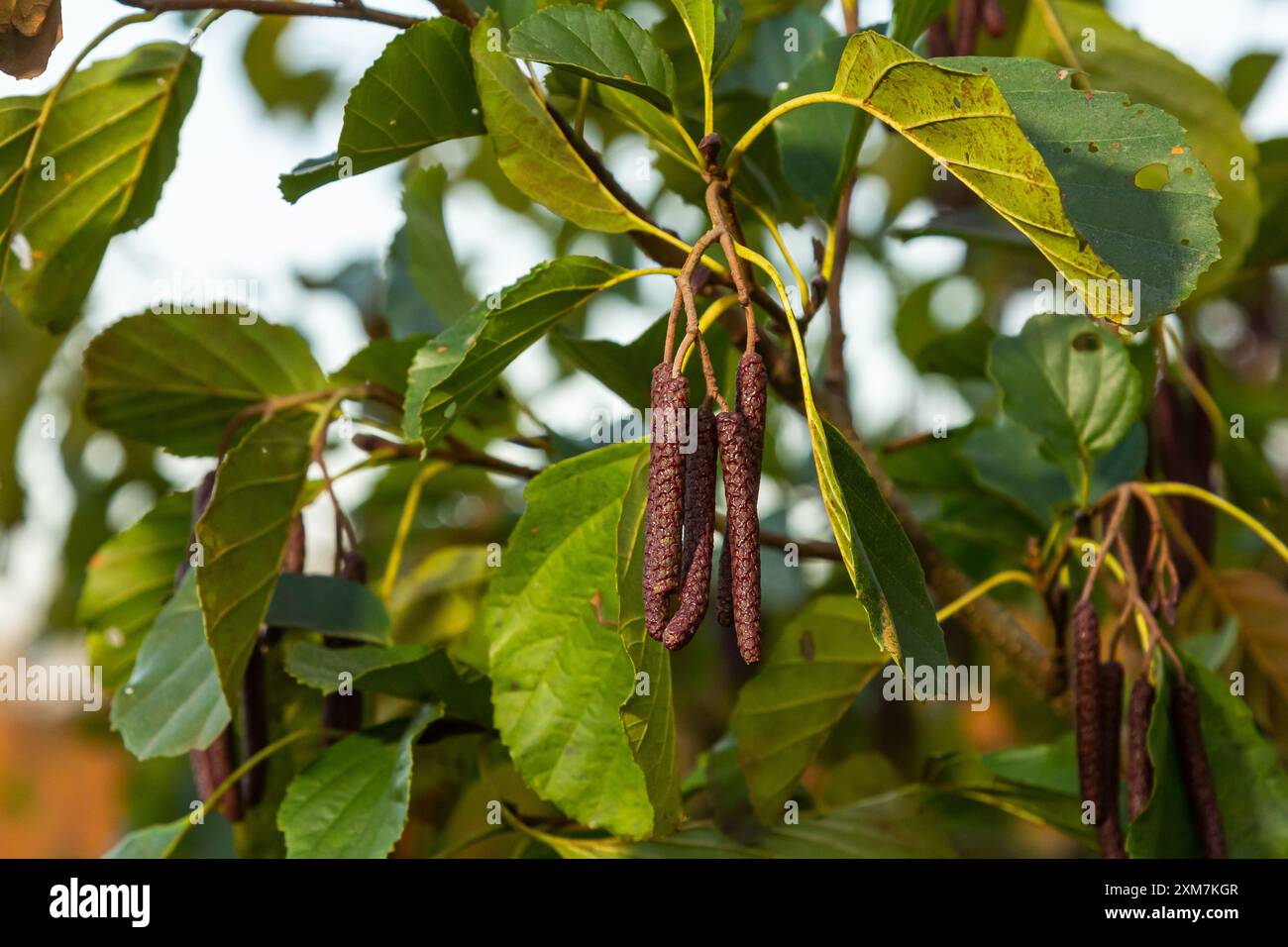 Speckled alders spread their seed through cone-like structures Stock ...