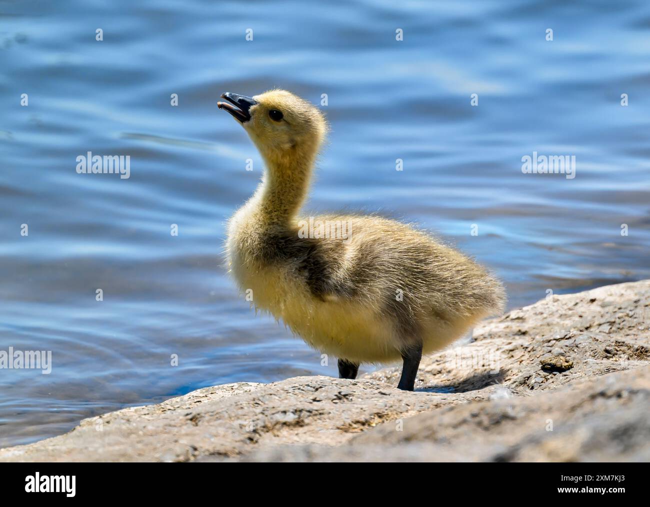 Canada baby gosling calendar picture hi-res stock photography and ...