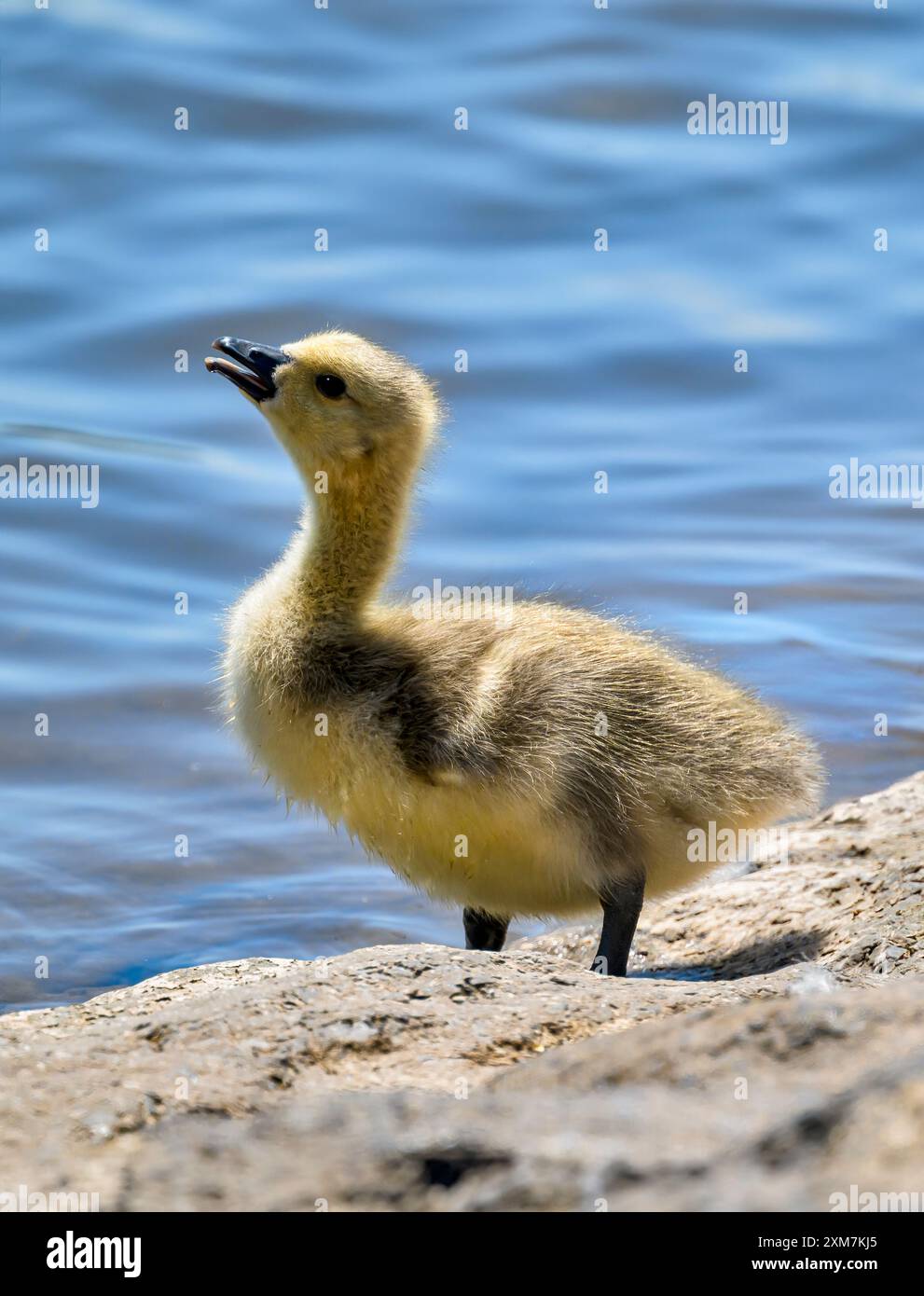 Canada baby gosling cute picture hi-res stock photography and images ...