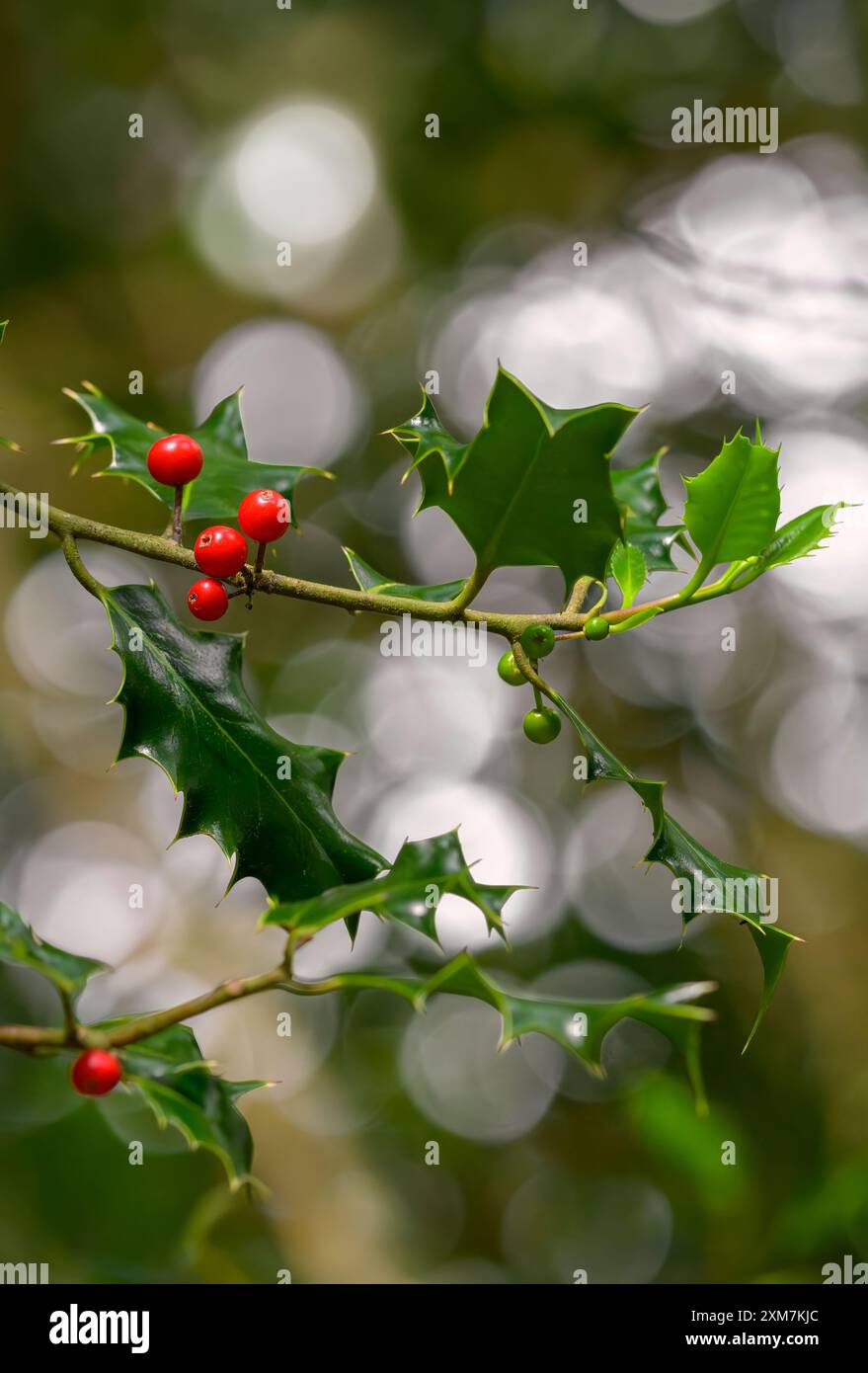 Holly tree with red berries in summer in forest near Forest of Dean in ...