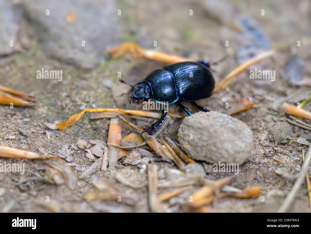 A striking Dor beetle (Geotrupes stercorarius) which shines blue or ...