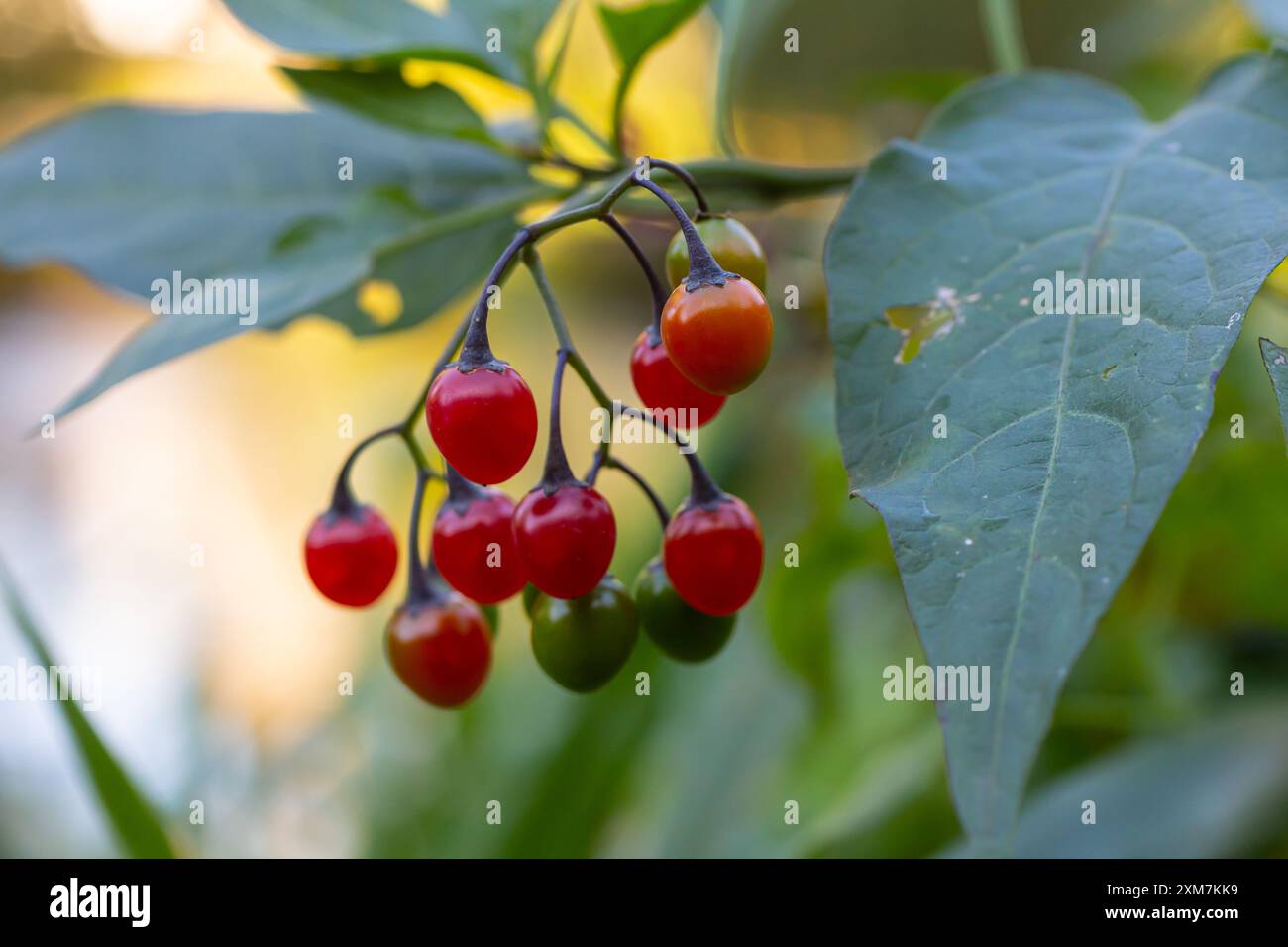 Climbing nightshade hi-res stock photography and images - Alamy