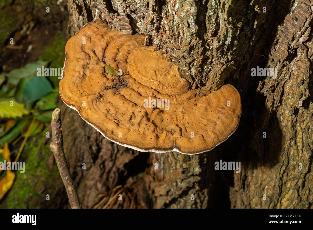 brown bear bread mushroom with white borders and green moss in the ...