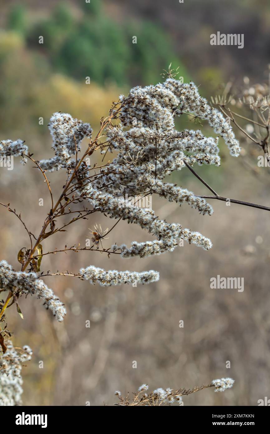 seeds with blow-balls of golden rod - Solidago canadensis wild plant at ...