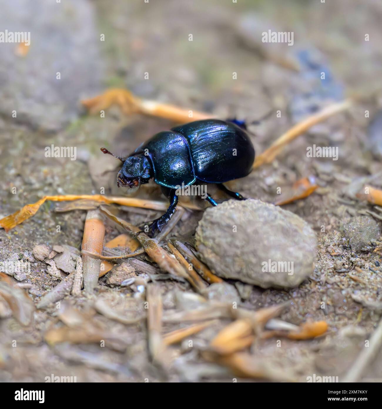A striking Dor beetle (Geotrupes stercorarius) which shines blue or ...