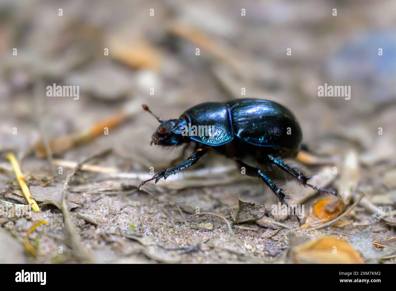 A striking Dor beetle (Geotrupes stercorarius) which shines blue or ...