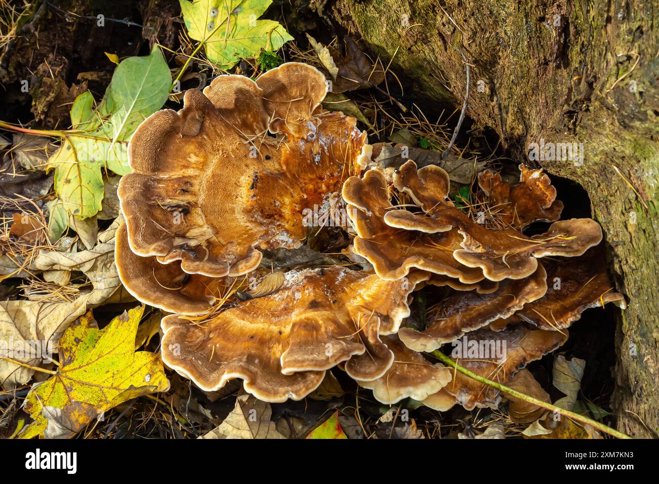 Natural closeup on the Giant Polypore fungus, Meripilus giganteus in ...