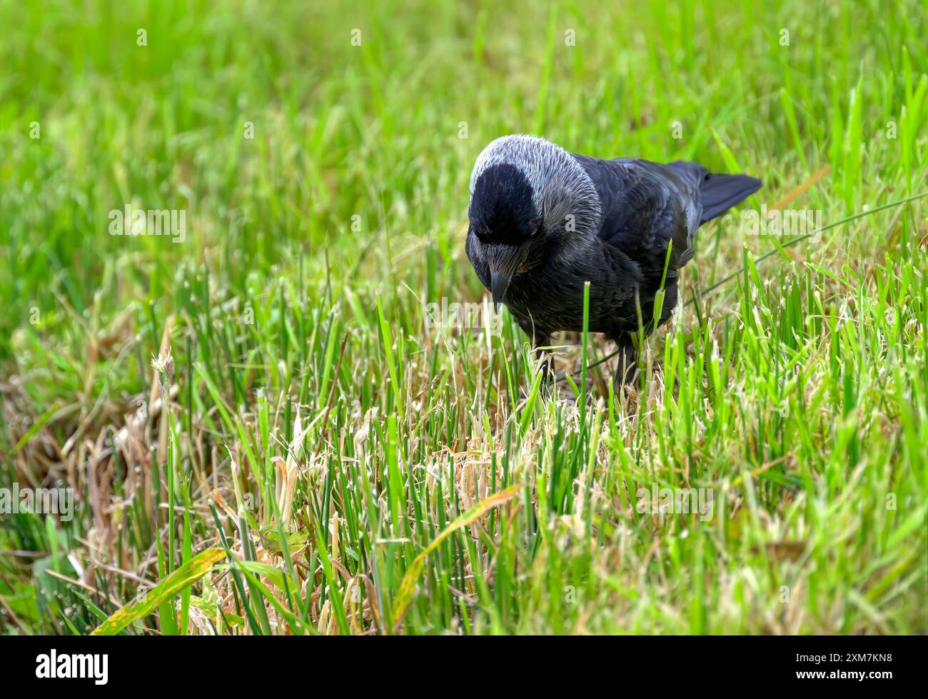 Jackdaw looking for food for insects in grass, UK Stock Photo - Alamy