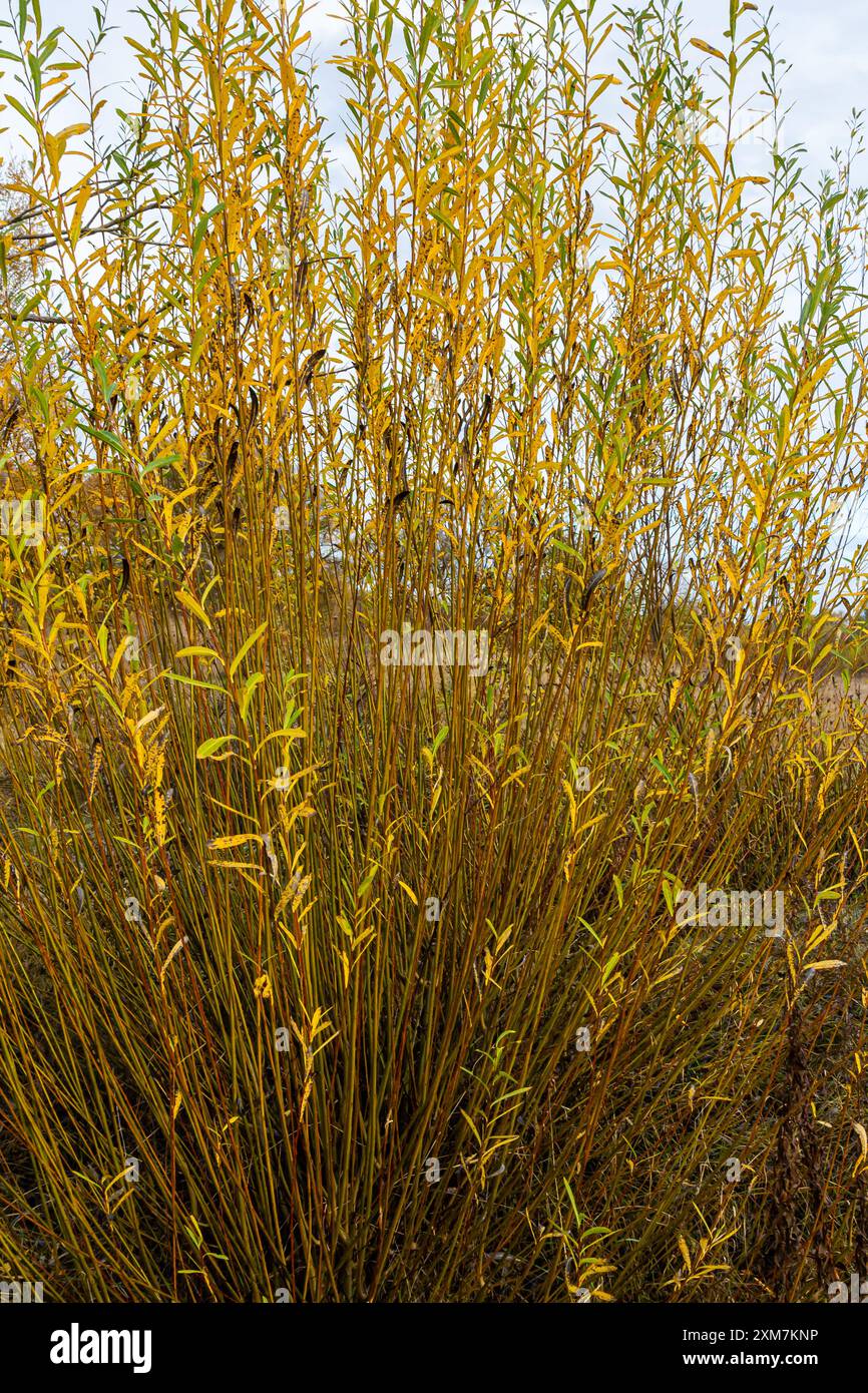 Salix purpurea purple willow or osier is a species of Salix native to ...