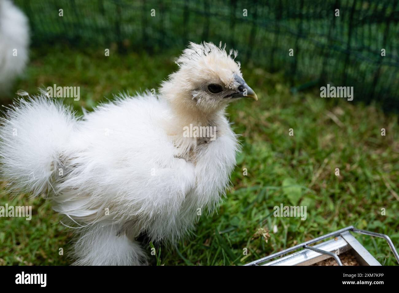 Quiet docile character hi-res stock photography and images - Alamy