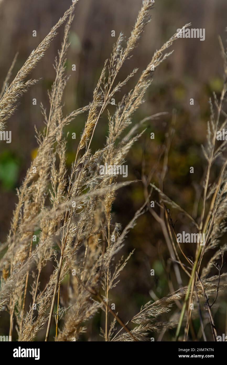 Inflorescence of wood small-reed Calamagrostis epigejos on a meadow ...