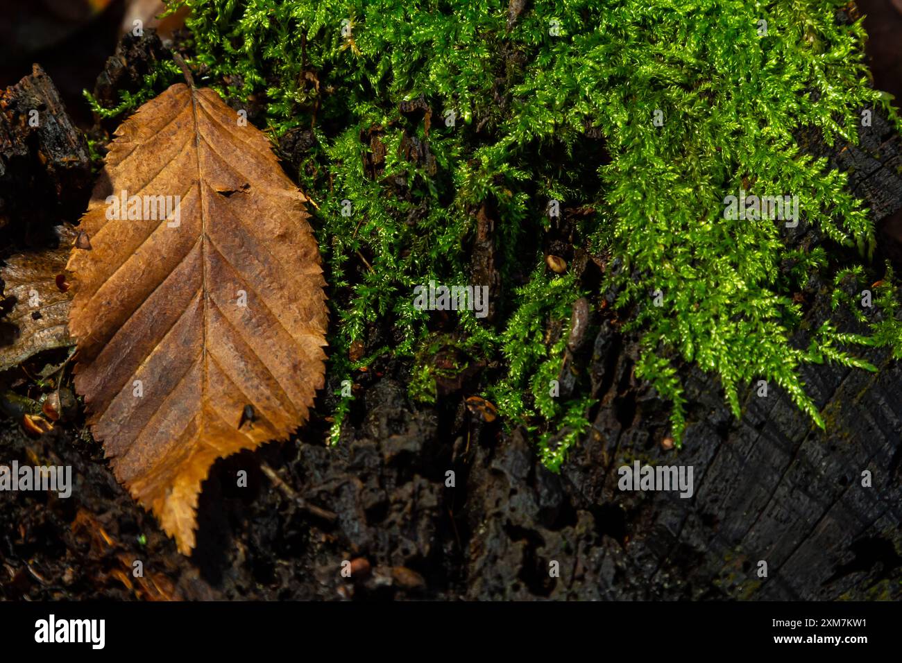 Precious drops of water from the morning dew covering an isolated plant ...