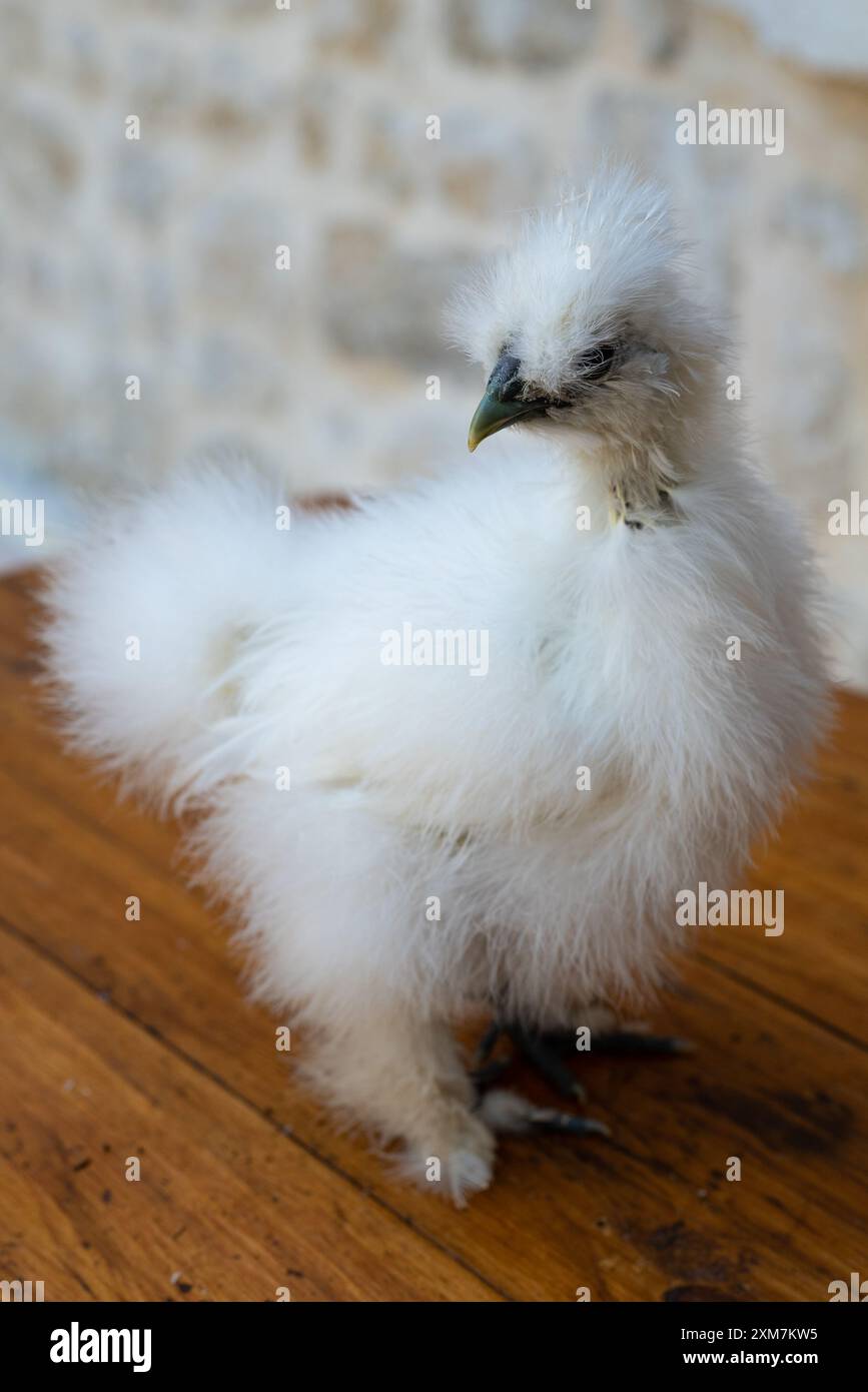 A moroseta white chick on a rough wooden table in a farm. This strong ...