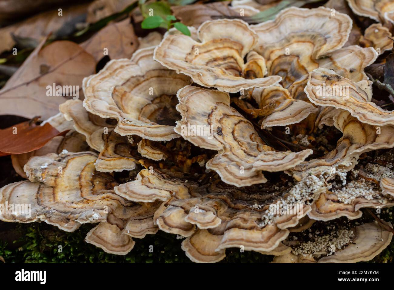 Polypore multicolor trametes versicolor hi-res stock photography and ...