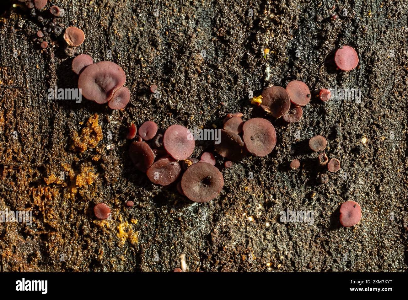 group much fungus on trunk Ascocoryne sarcoides Stock Photo - Alamy
