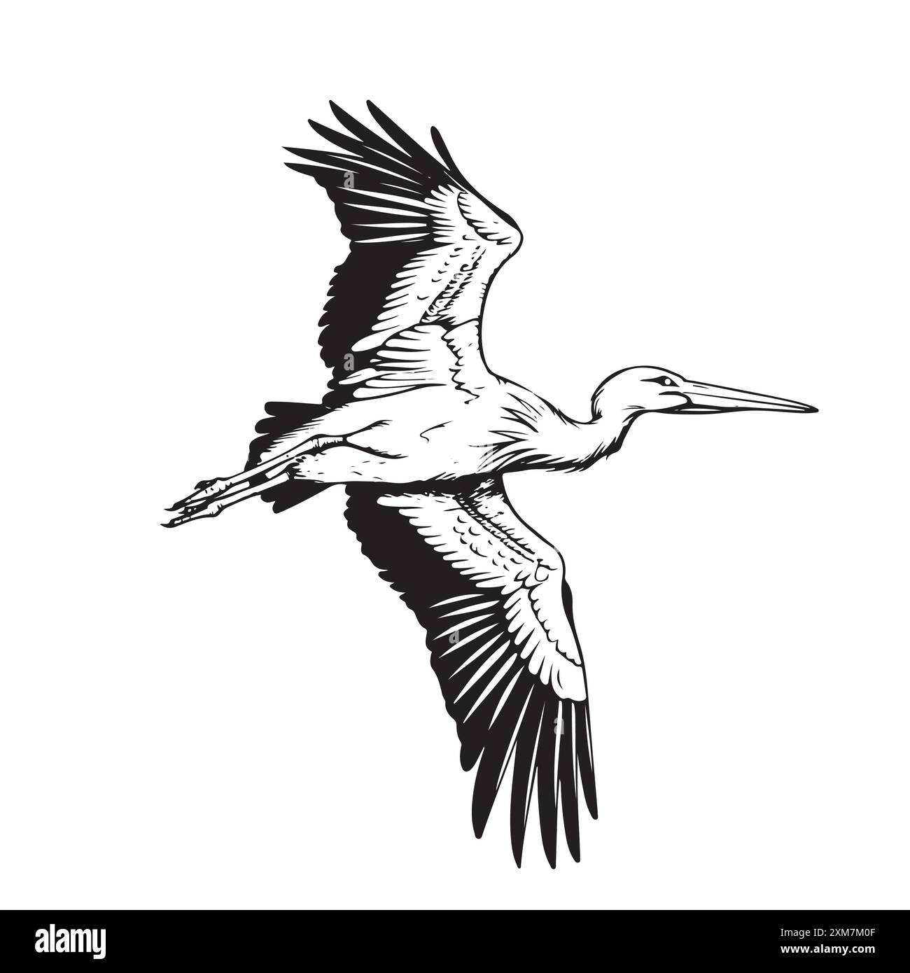 Stork flying sketch vector illustration. Hand sketching a stork for a ...