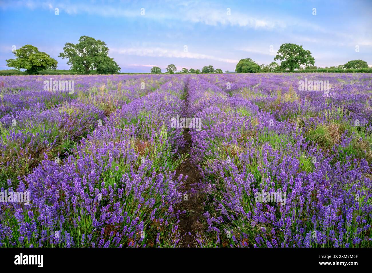 Lavender in full bloom taken in Somerset, uk Stock Photo - Alamy