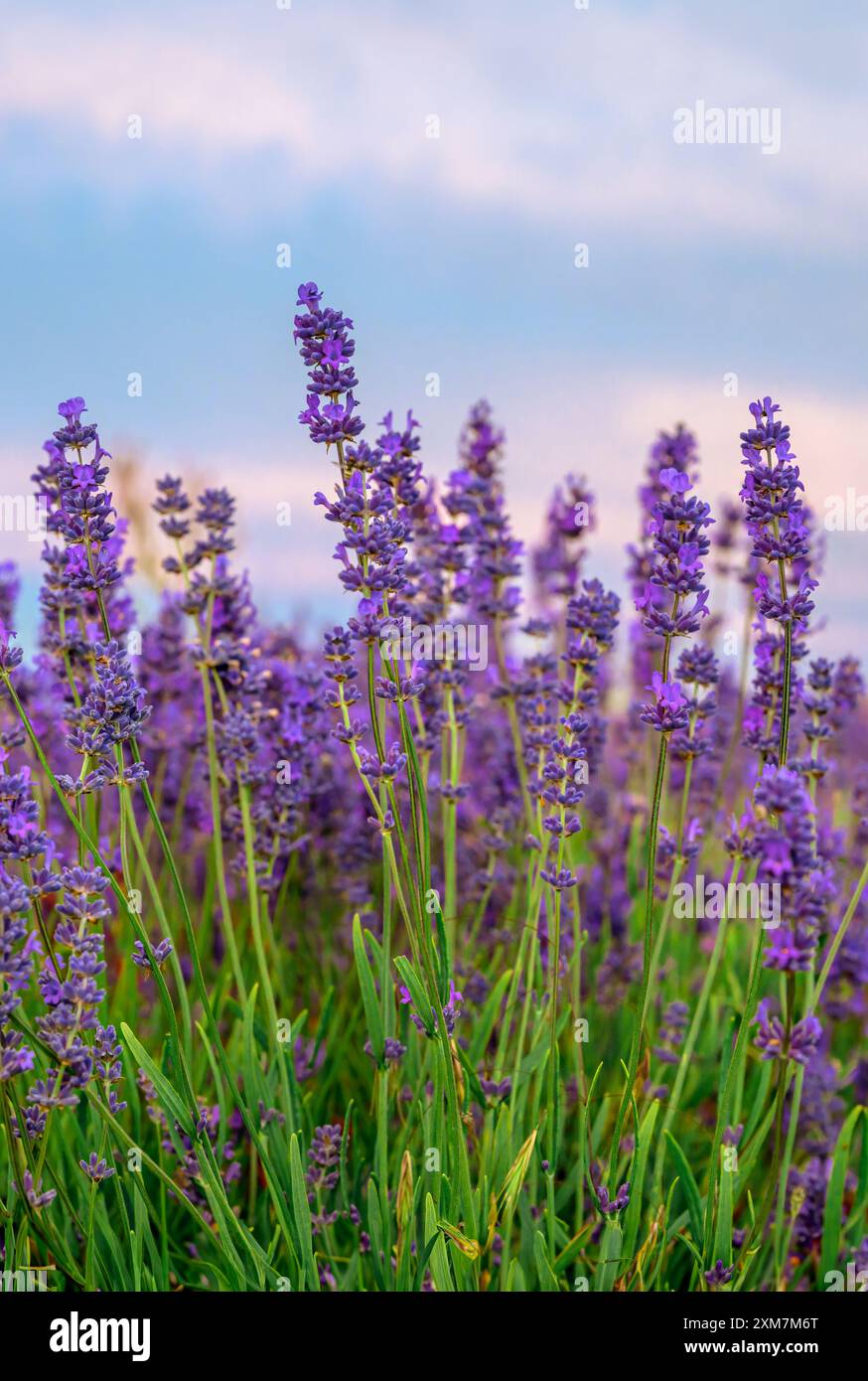 Lavender in full bloom taken in Somerset, uk Stock Photo - Alamy