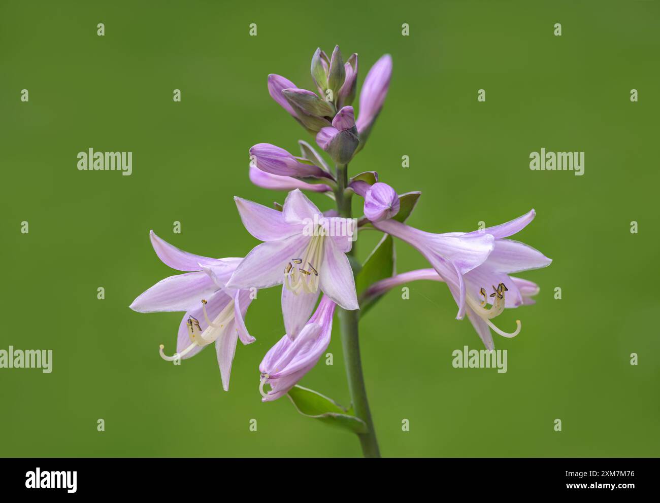 Flowers hostas hi-res stock photography and images - Alamy