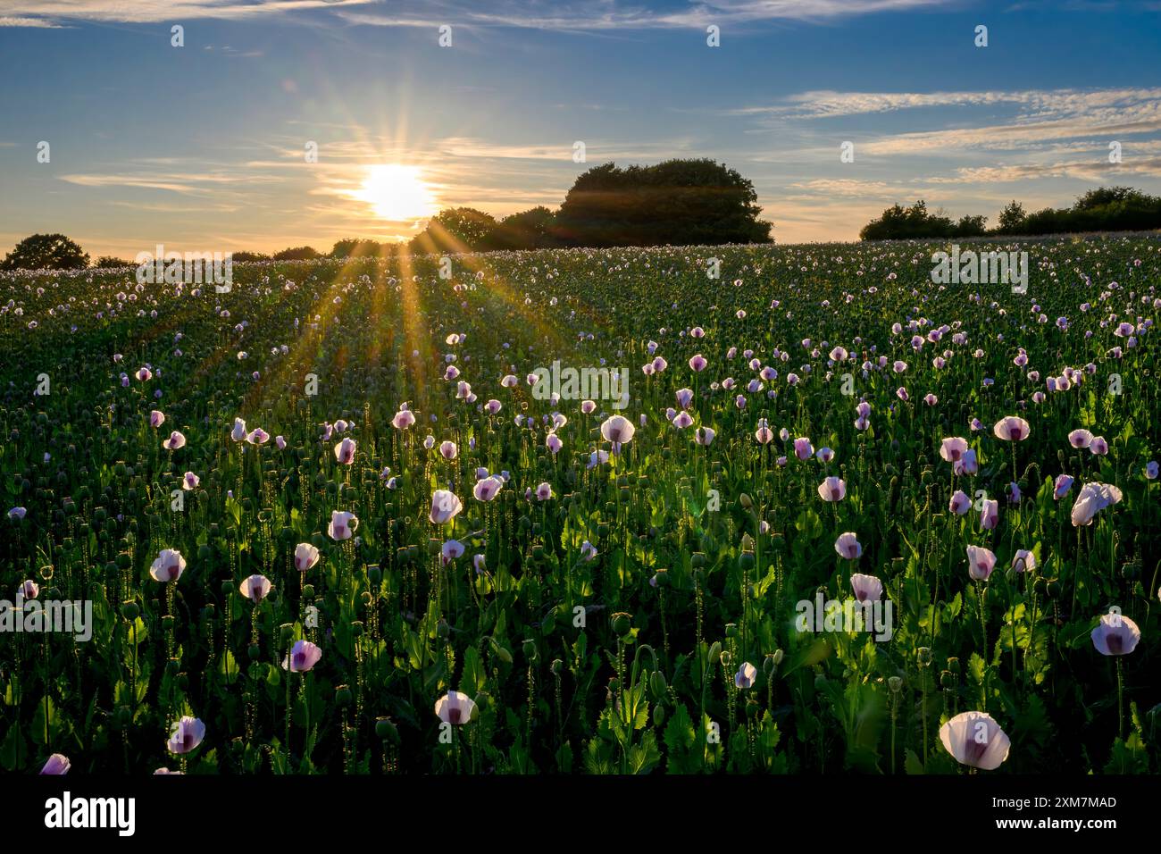 Late evening sun going down showing starburst sun effect behind a pale ...