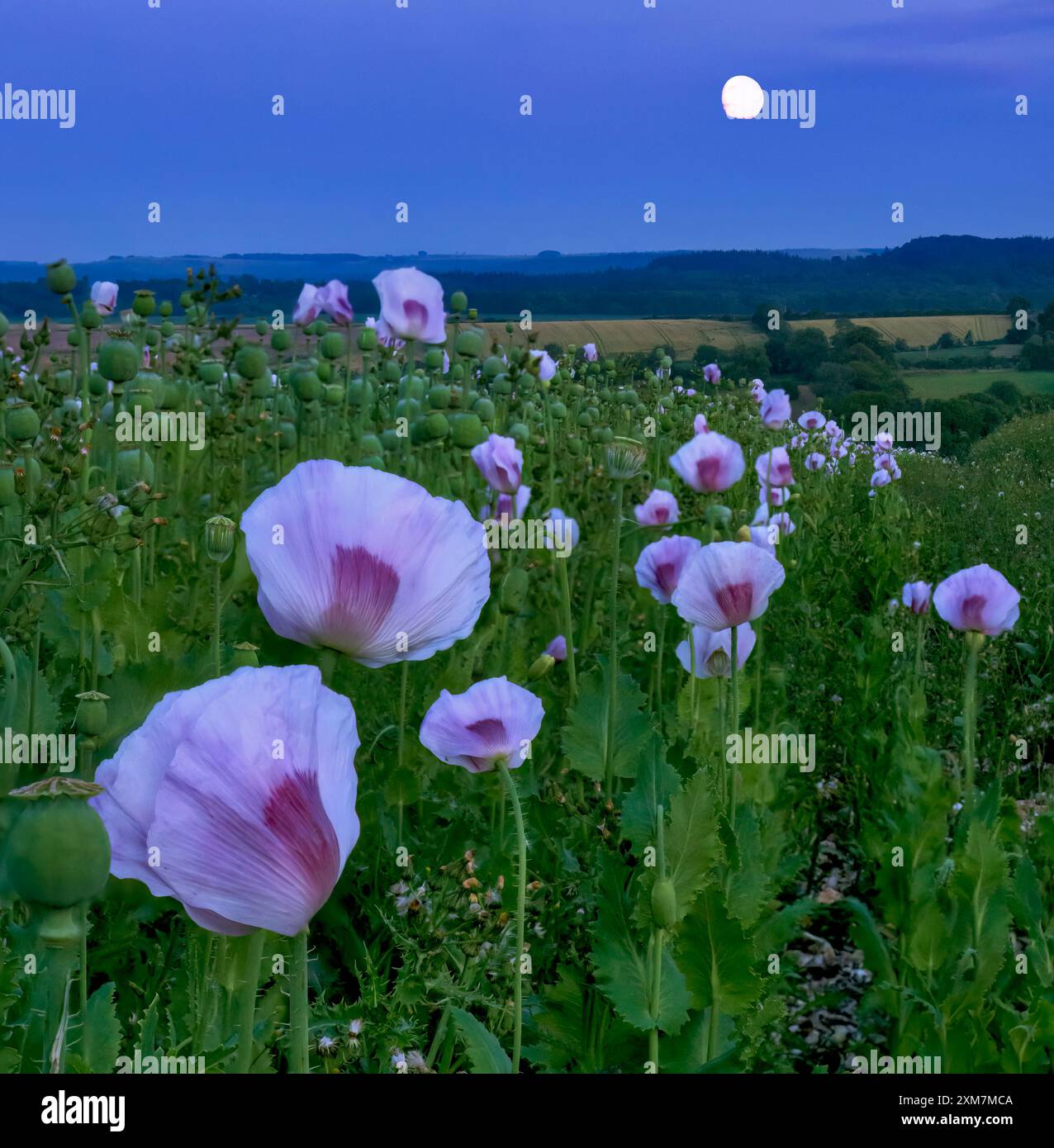 Pale Pink Opium poppy field at Salisbury Plain full of poppy seed heads ...