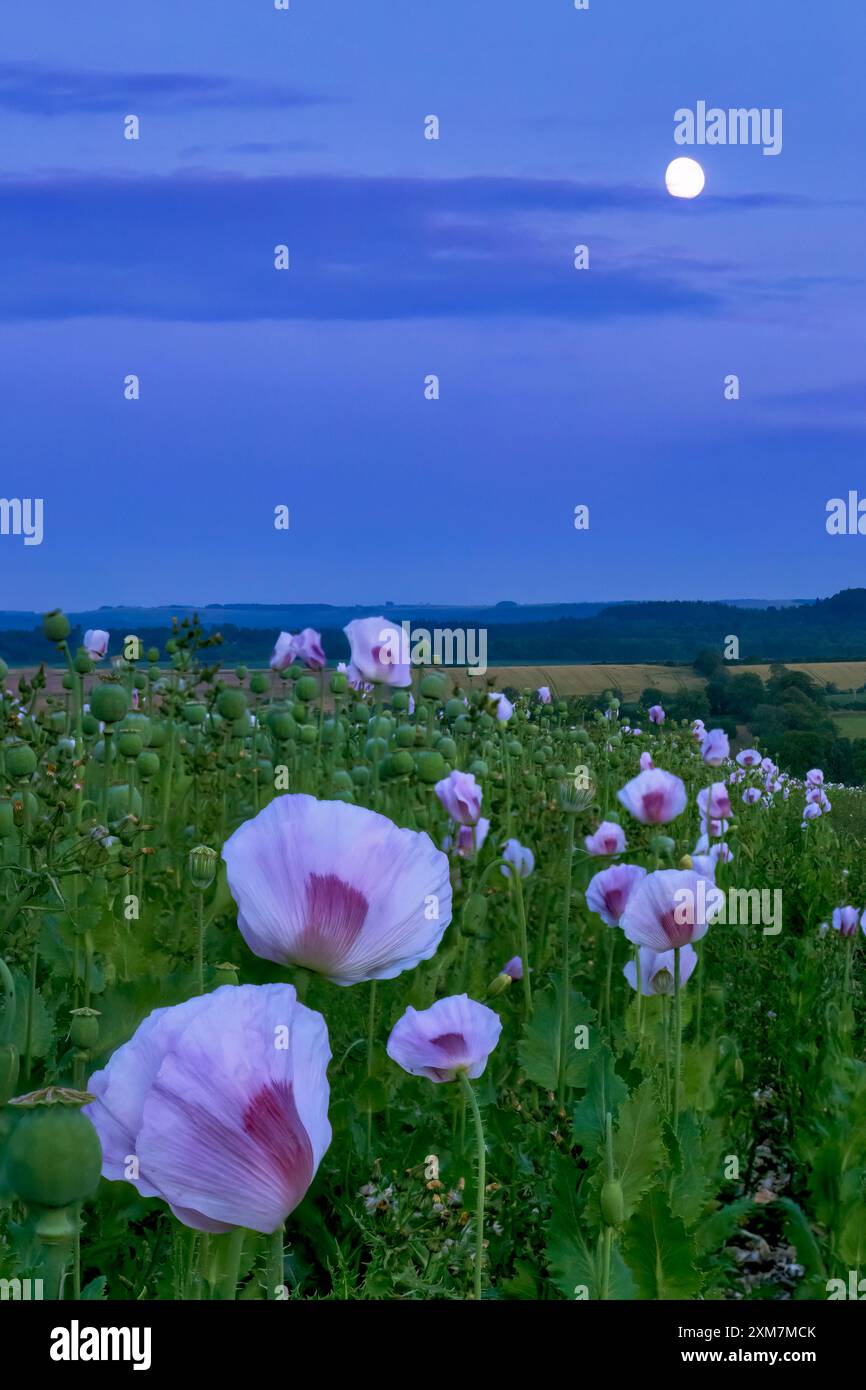 Pale Pink Opium poppy field at Salisbury Plain full of poppy seed heads ...