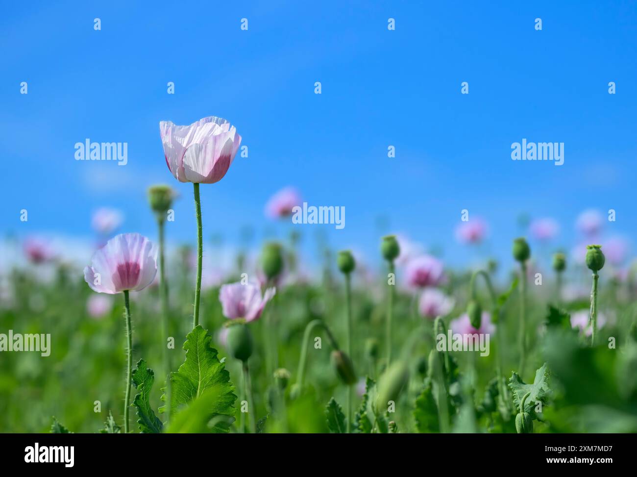 Baby pink poppy hi-res stock photography and images - Alamy