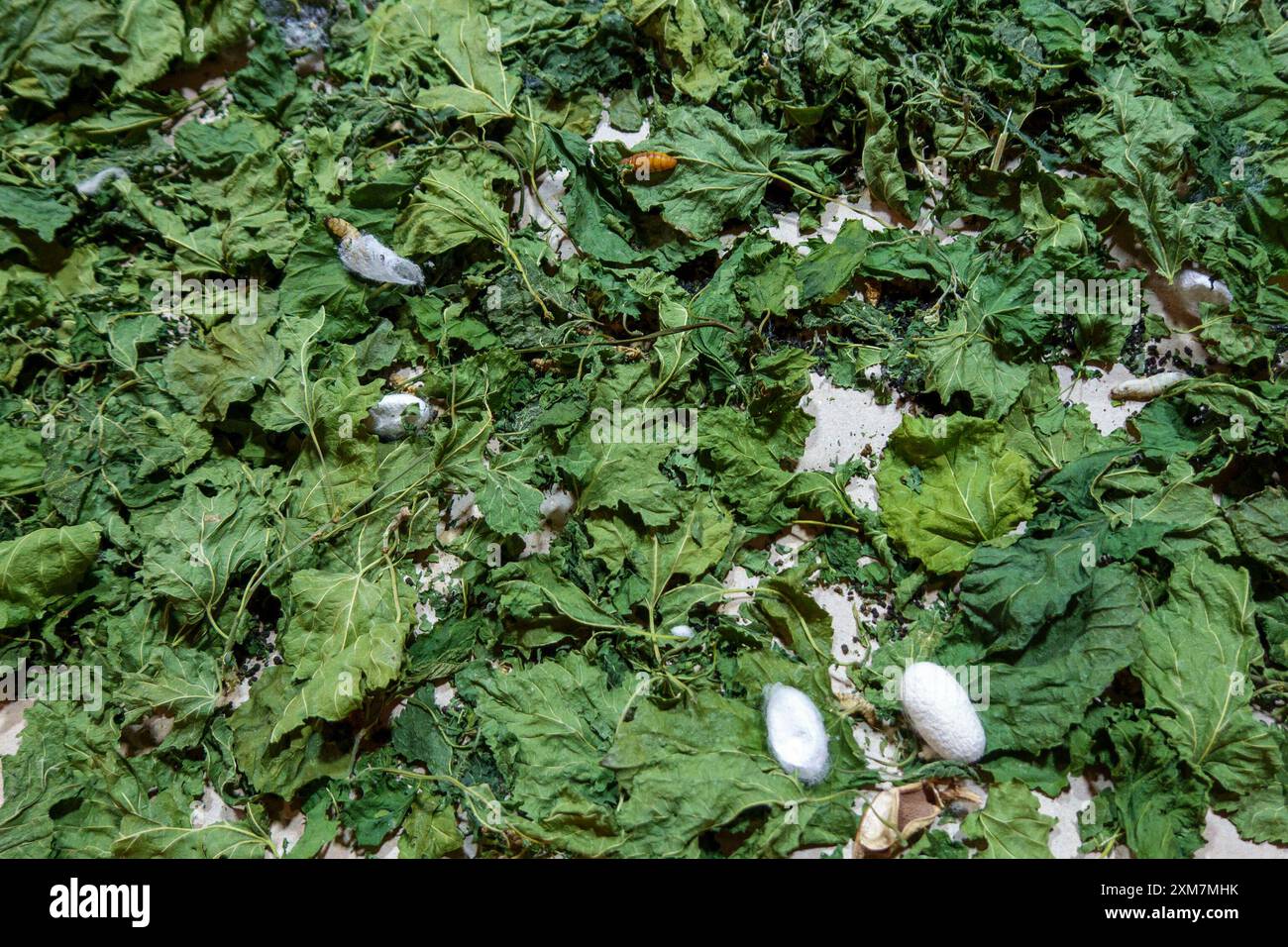 Rearing of silkworms hi-res stock photography and images - Alamy