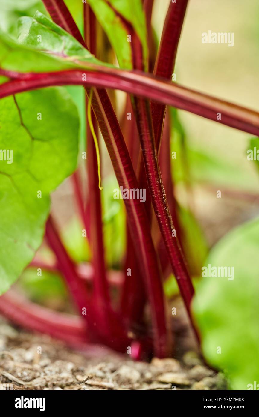 Beatroot hi-res stock photography and images - Alamy