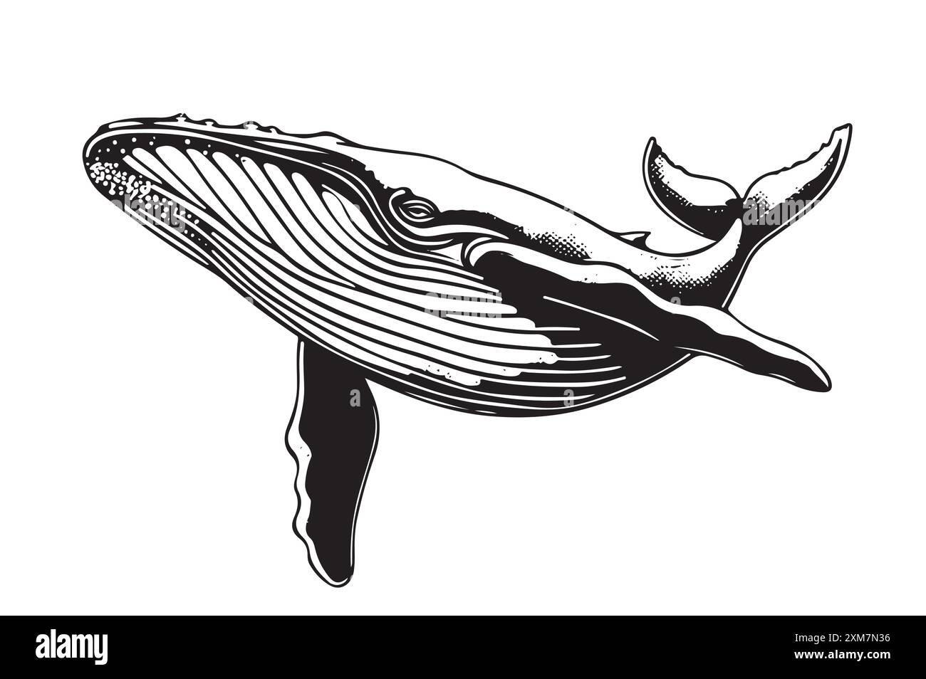 Vector hand drawn illustration of humpback whale. Sketch detailed ...